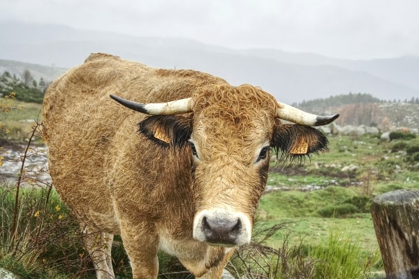️】 El mejor hígado desecado en suplemento